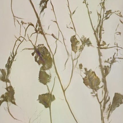 Anna Ridler - Art Collection- Art Collection